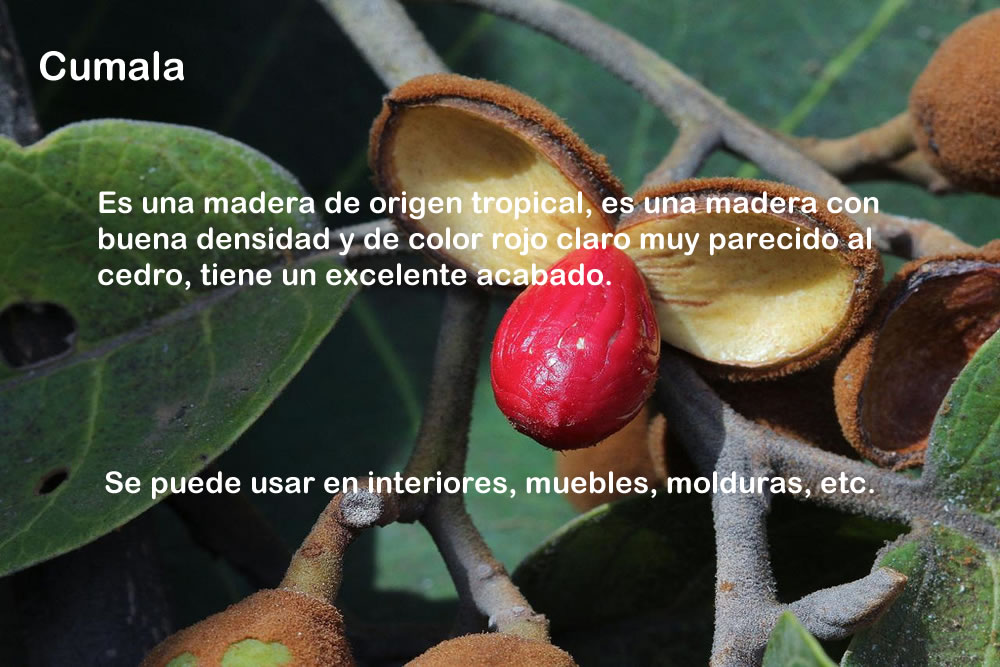 Triplay Maya | Productos de madera